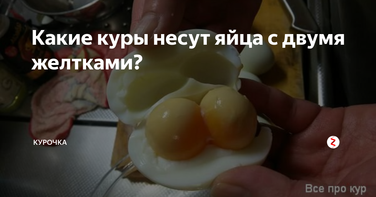 Какие куры несут яйца с двумя желтками? | Курочка | Дзен