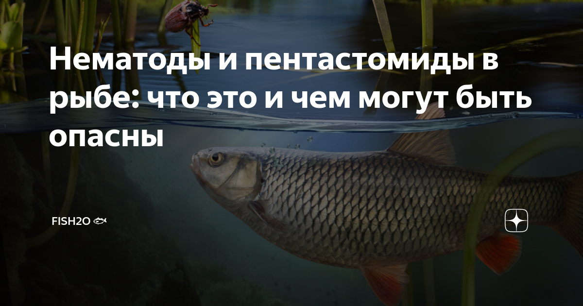 Нематоды и пентастомиды в рыбе: что это и чем могут быть опасны ...