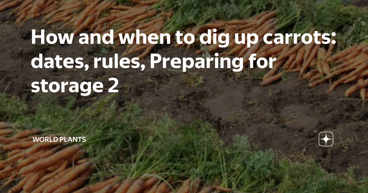 How and when to dig up carrots: dates, rules, Preparing for storage 2 ...