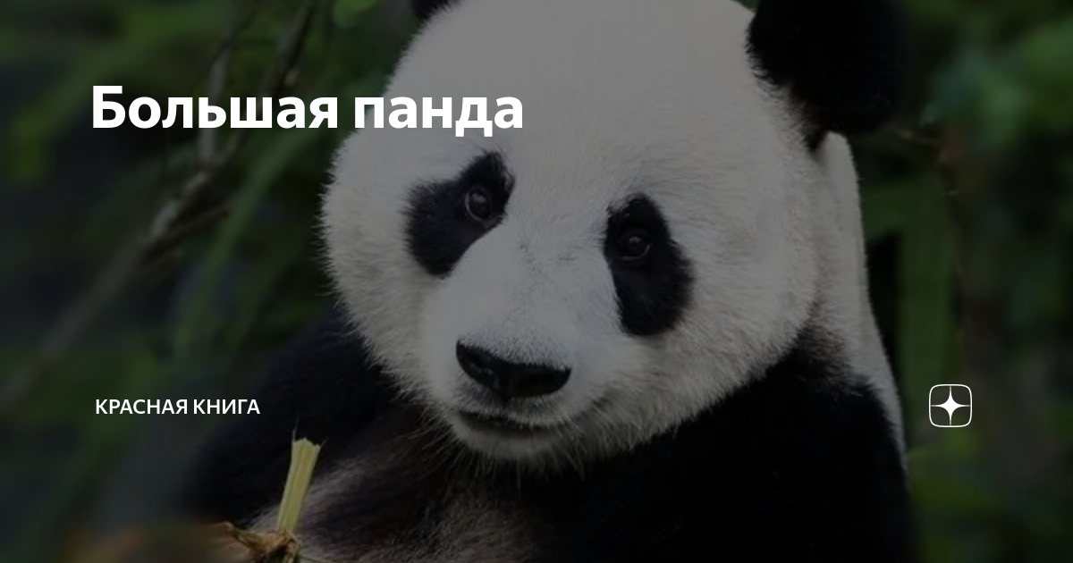 Большая панда | Красная книга | Дзен