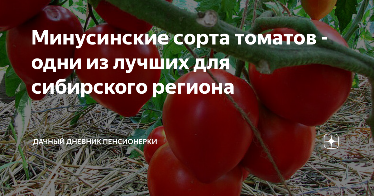 Минусинские сорта томатов - одни из лучших для сибирского региона ...