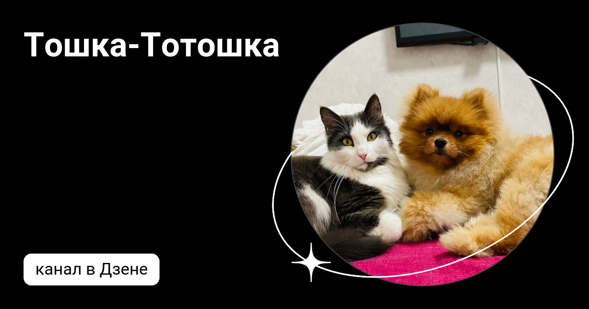 Тошка-Тотошка | Дзен