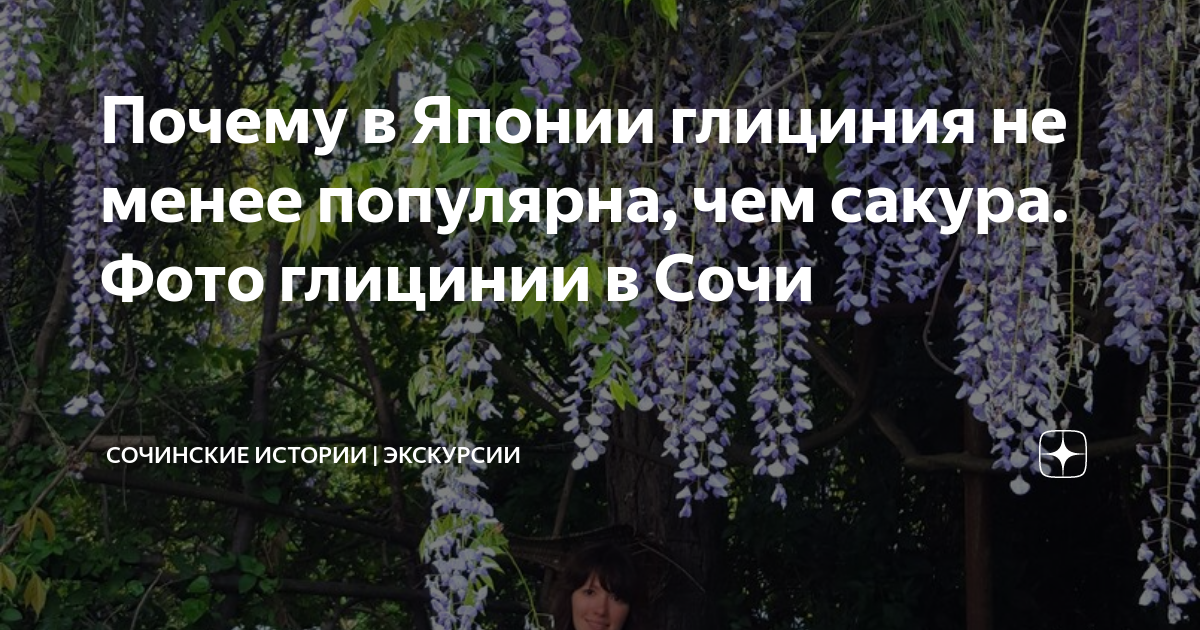 Почему в Японии глициния не менее популярна чем сакура Фото глицинии