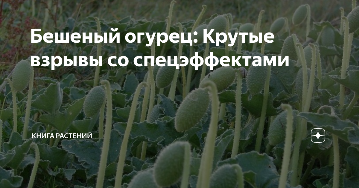 Бешеный огурец: Крутые взрывы со спецэффектами | Книга растений | Дзен