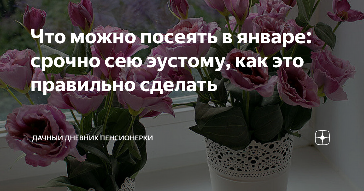 Что можно посеять в январе: срочно сею эустому, как это правильно ...