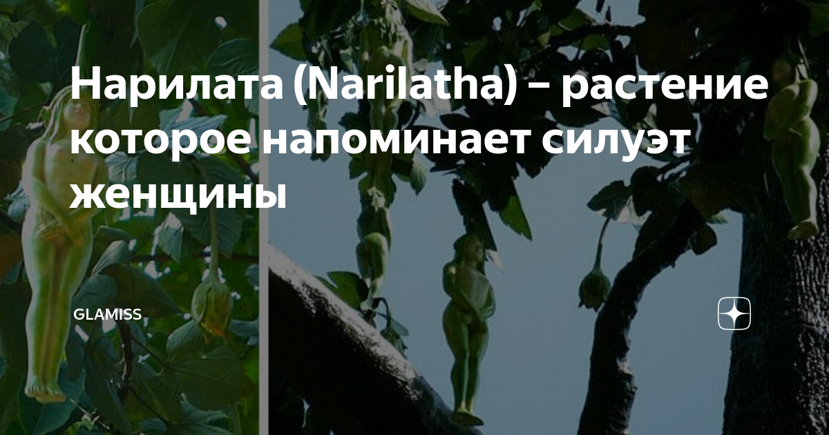 Нарилата (Narilatha) – растение которое напоминает силуэт женщины ...