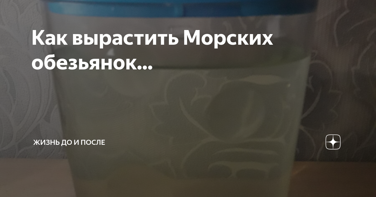 Как вырастить Морских обезьянок... | Жизнь до и после | Дзен