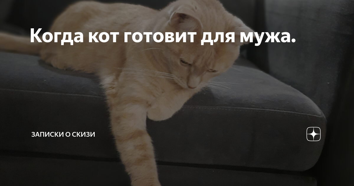 Когда кот готовит для мужа. | Записки о Скизи | Дзен