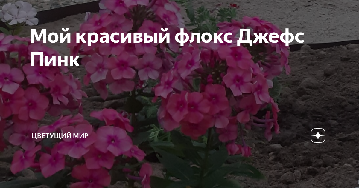 Мой красивый флокс Джефс Пинк | Цветущий мир | Дзен