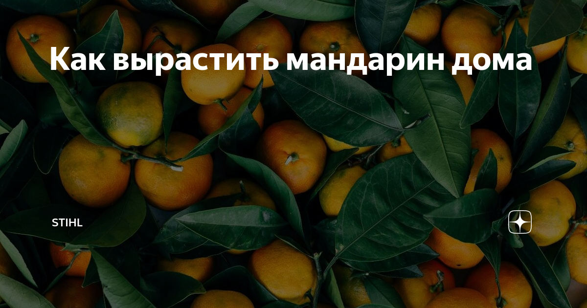 Как вырастить мандарин дома Stihl Дзен