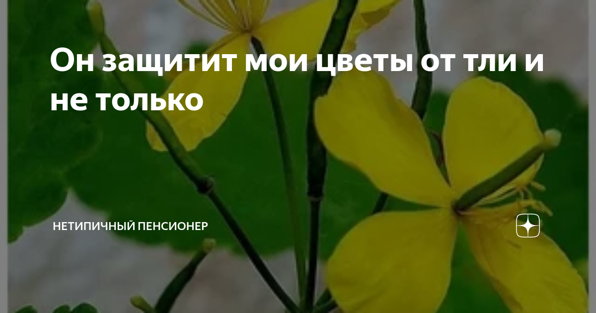 Он защитит мои цветы от тли и не только | нетипичный пенсионер | Дзен