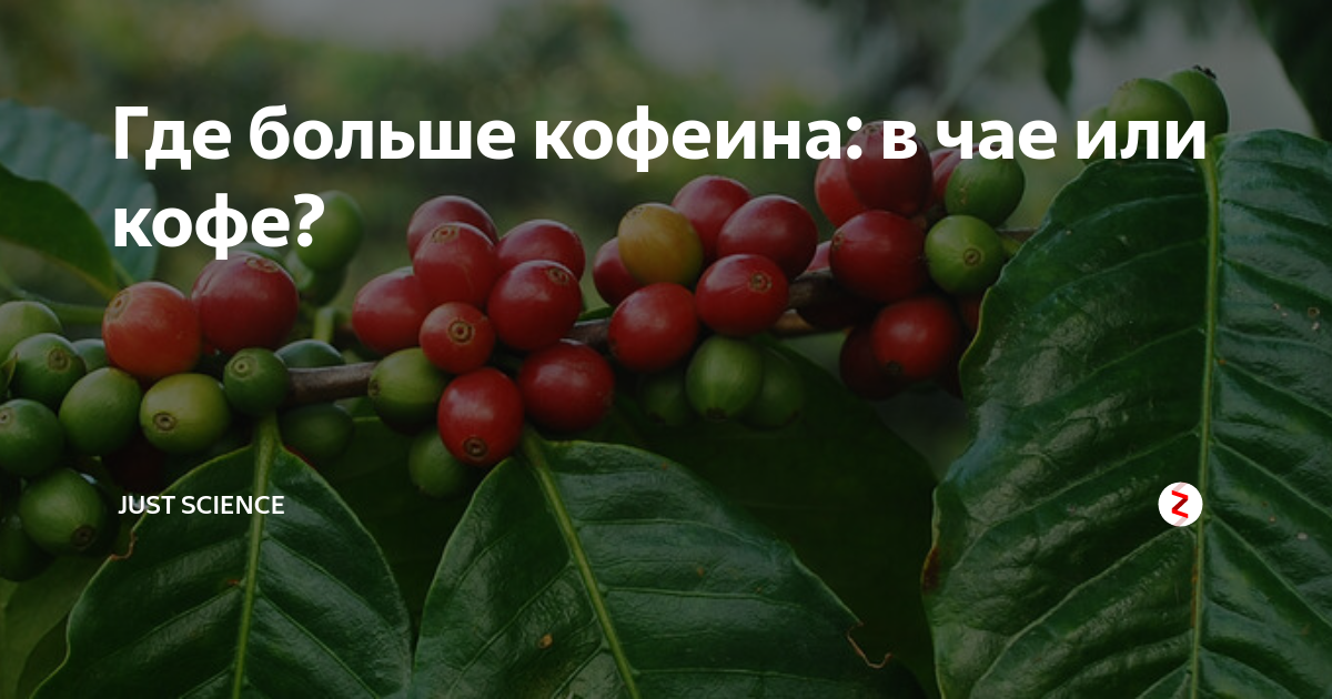 Где больше кофеина в чае или кофе Just Science Дзен