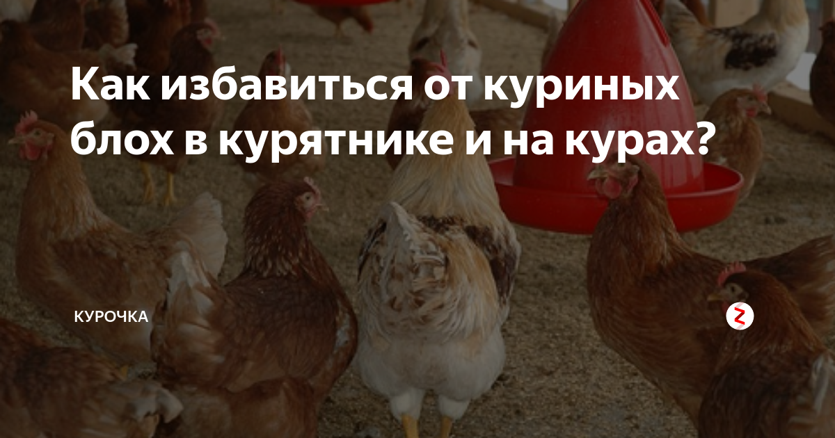 Как избавиться от куриных блох в курятнике и на курах? | Курочка | Дзен