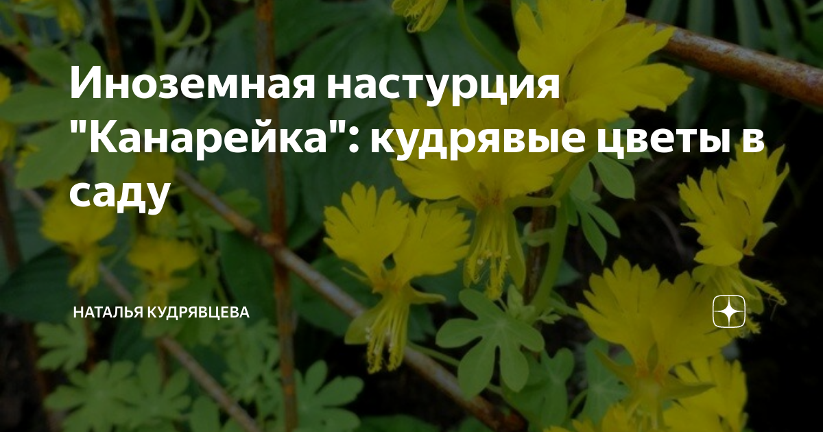 Иноземная настурция "Канарейка": кудрявые цветы в саду | Волшебный сад ...