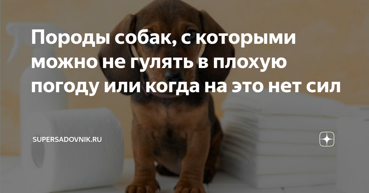 Породы собак, с которыми можно не гулять в плохую погоду или когда на ...
