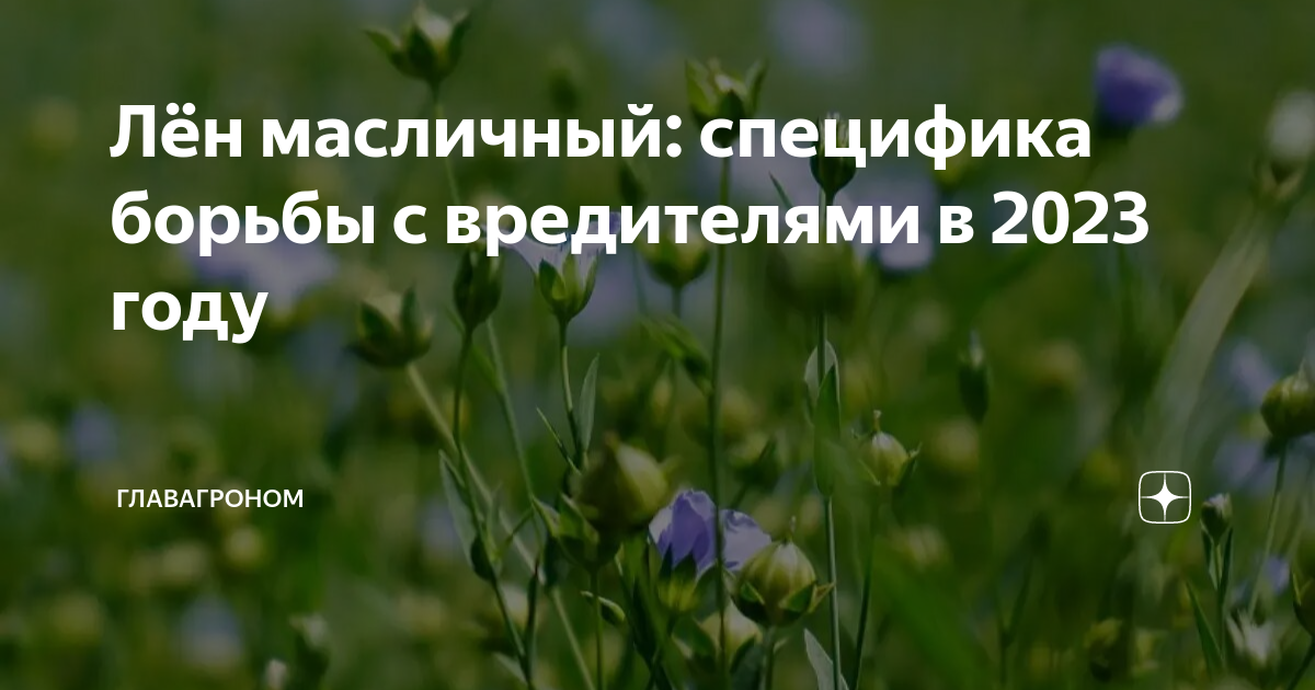Лён масличный специфика борьбы с вредителями в 2023 году ГлавАгроном