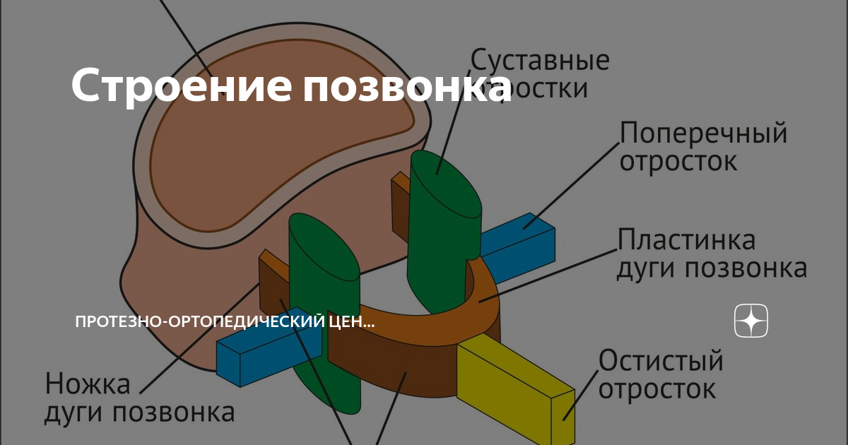Строение позвонка | Протезно-ортопедический центр | Дзен