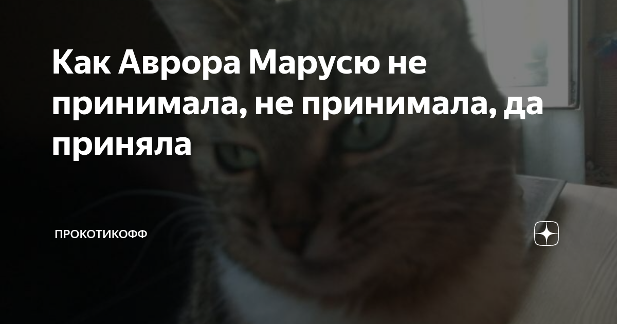 Как Аврора Марусю не принимала, не принимала, да приняла | прокотикофф ...