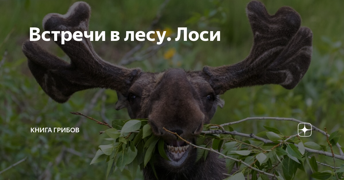 Встречи в лесу. Лоси | Книга Грибов | Дзен