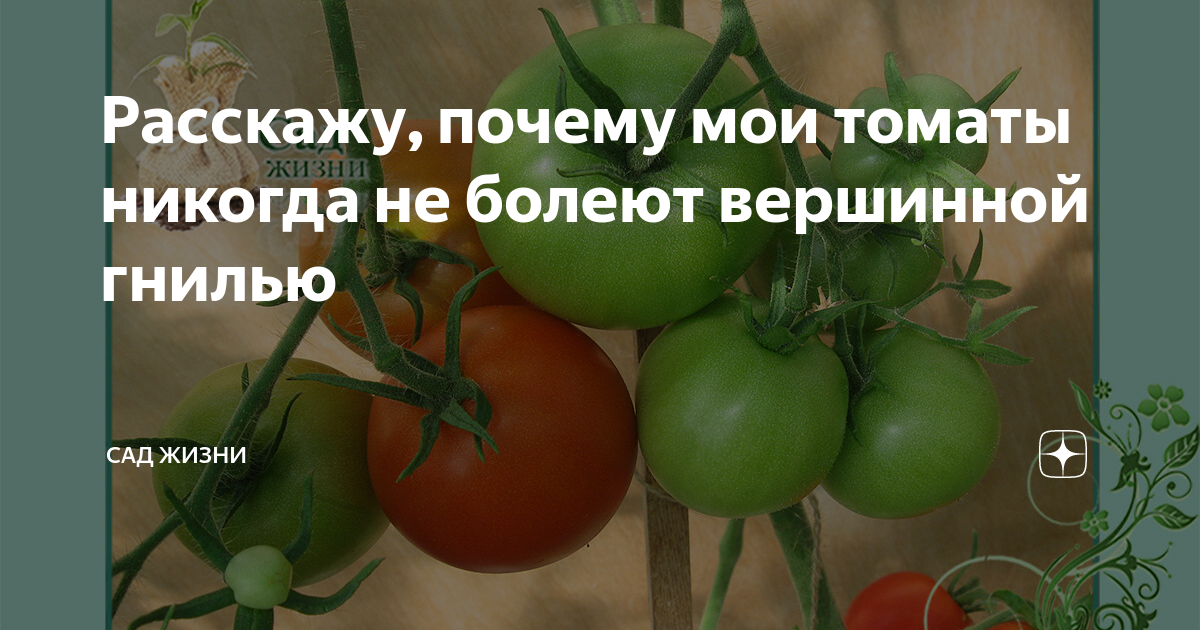 Расскажу, почему мои томаты никогда не болеют вершинной гнилью | Сад ...