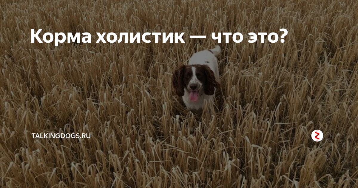 Корма холистик — что это? | talkingdogs.ru | Дзен