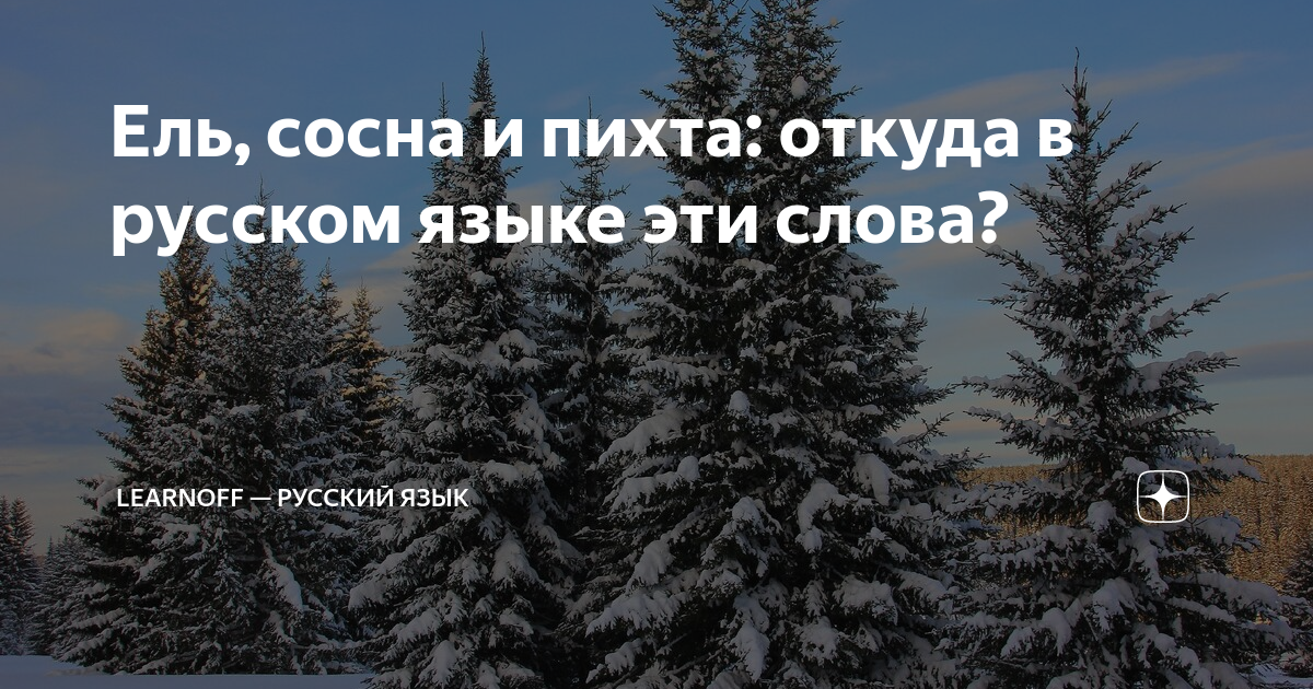 Ель сосна и пихта откуда в русском языке эти слова Learnoff