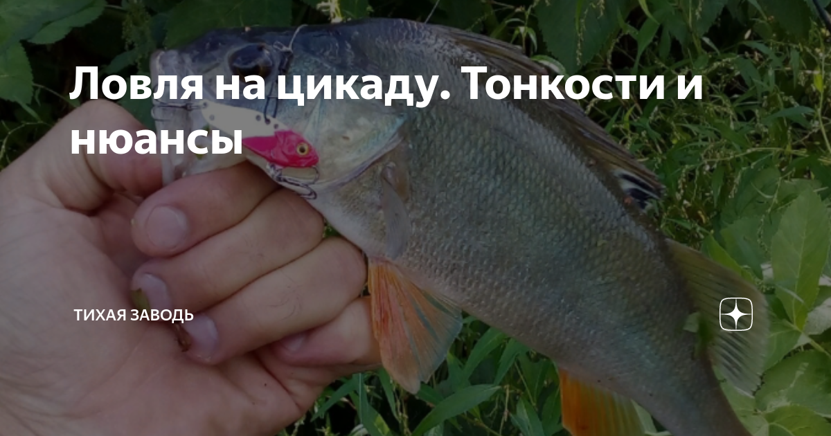 Ловля на цикаду. Тонкости и нюансы | Тихая Заводь | Дзен
