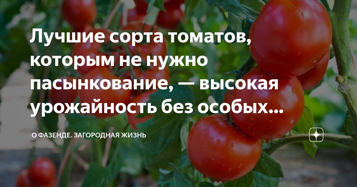 Лучшие сорта томатов, которым не нужно пасынкование, — высокая ...
