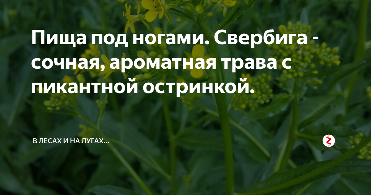 Пища под ногами. Свербига - сочная, ароматная трава с пикантной ...