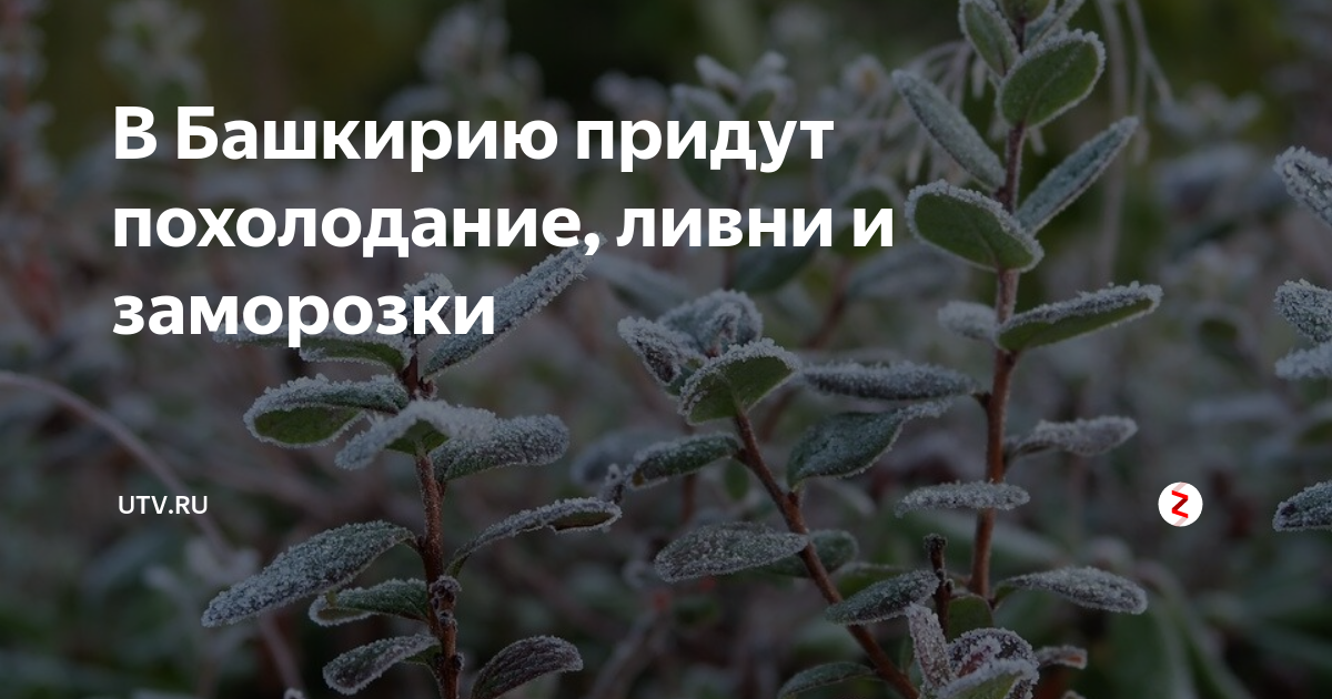 В Башкирию придут похолодание, ливни и заморозки | utv.ru | Дзен