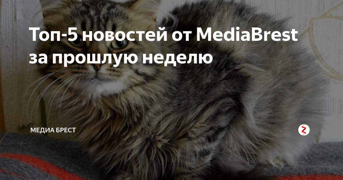 Топ-5 новостей от MediaBrest за прошлую неделю | Медиа Брест | Дзен