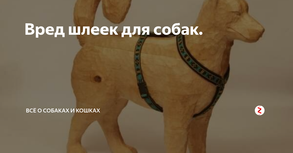 Вред шлеек для собак. | Всё о собаках и кошках | Дзен