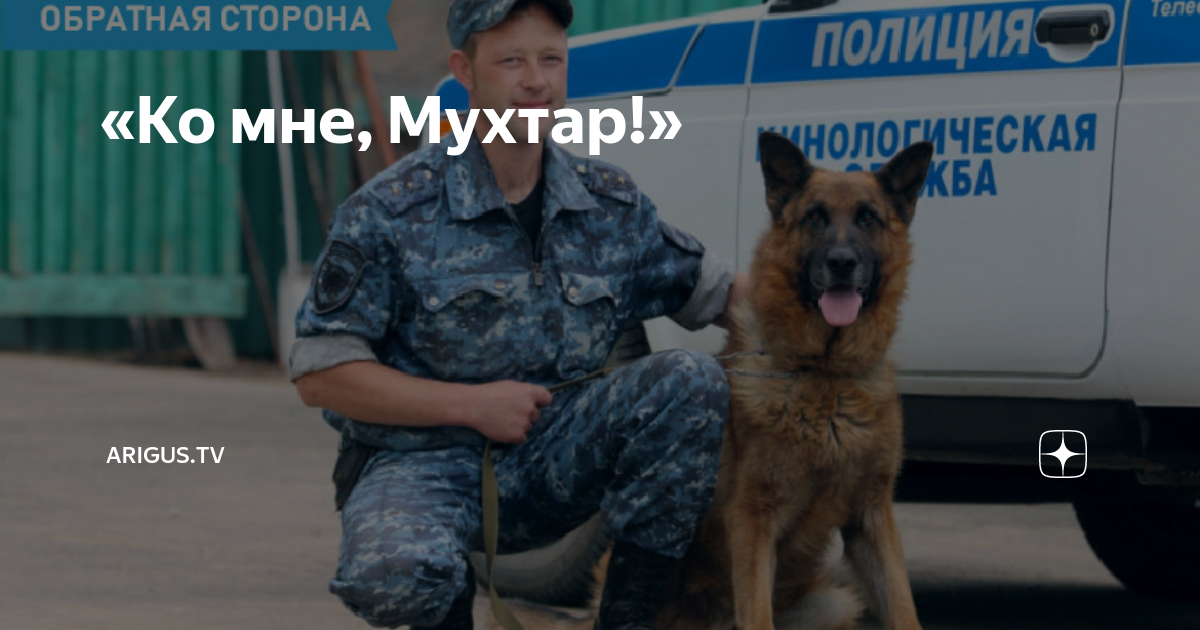 «Ко мне, Мухтар!» | arigus.tv | Дзен