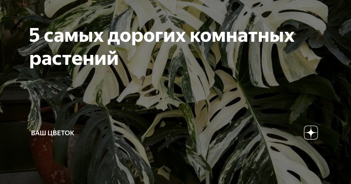 5 самых дорогих комнатных растений | 🌷Ваш Цветок | Дзен