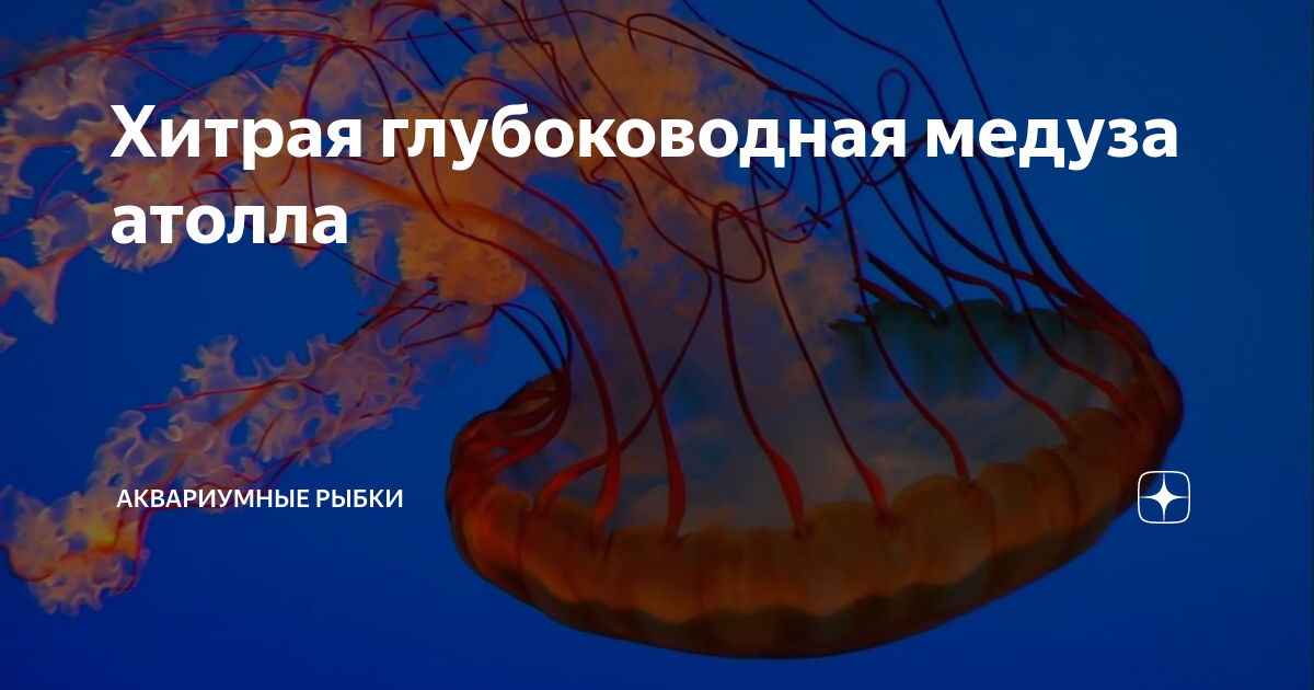 Хитрая глубоководная медуза атолла | Аквариумные рыбки | Дзен