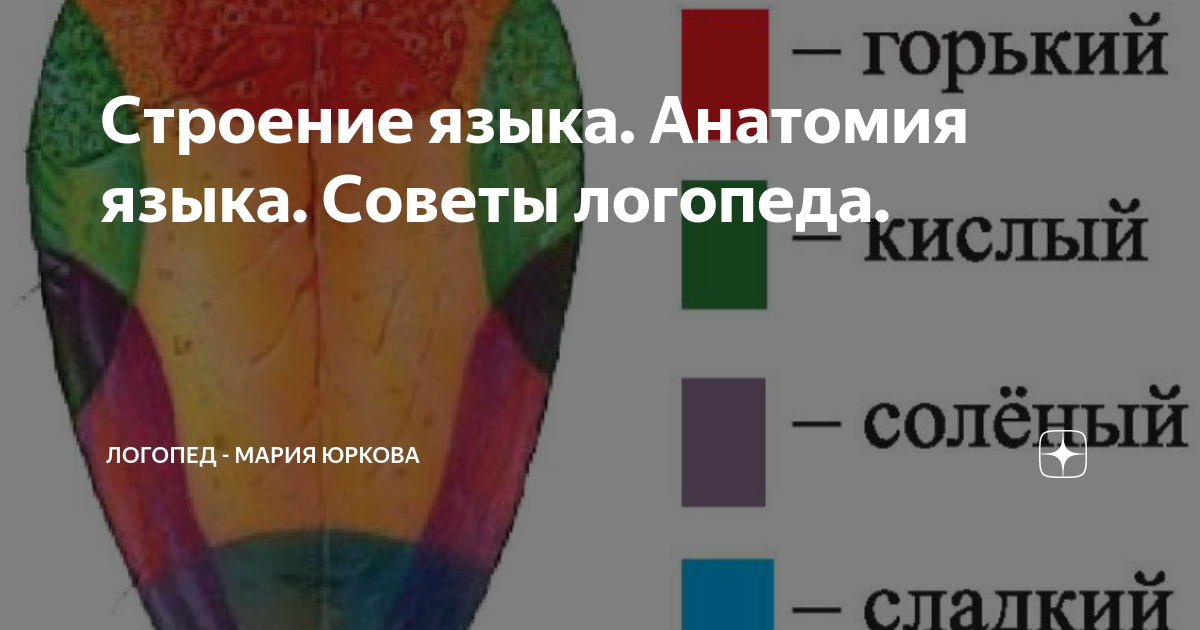 Строение языка. Анатомия языка. Советы логопеда. | Логопед Мария Юркова ...