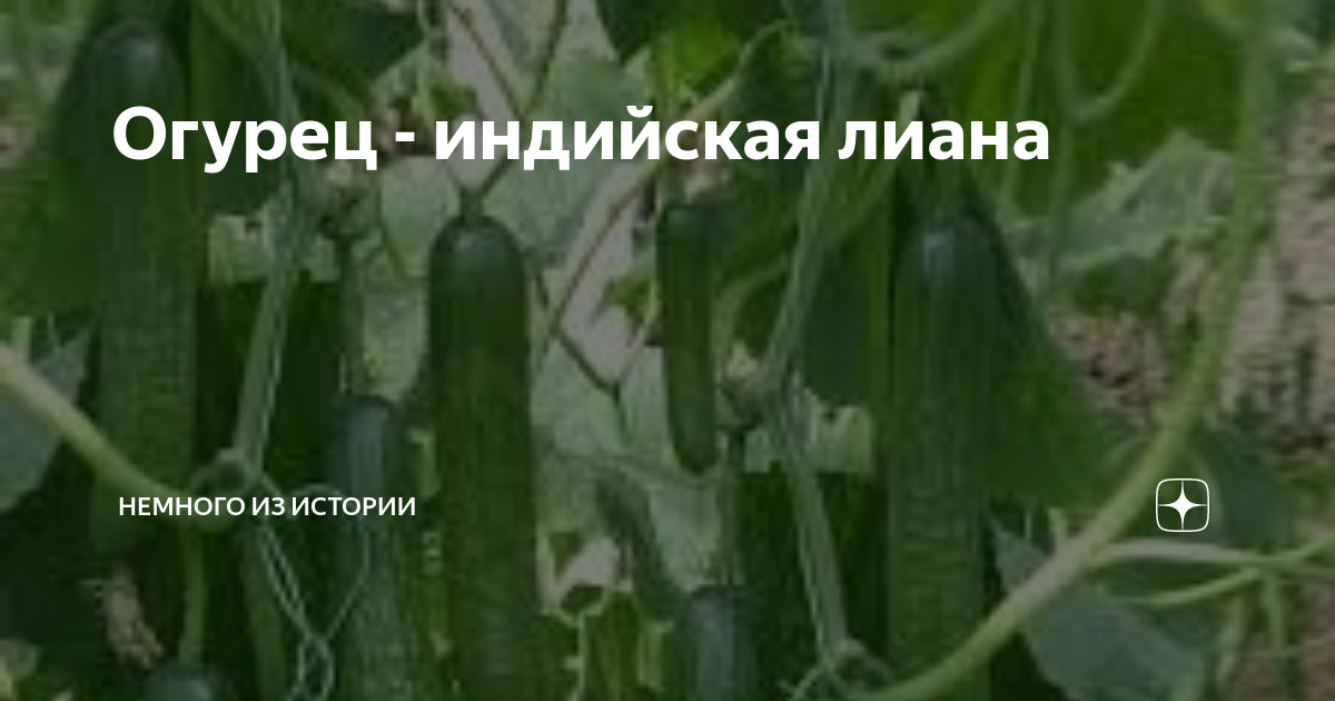 Огурец - индийская лиана | Немного из истории | Дзен
