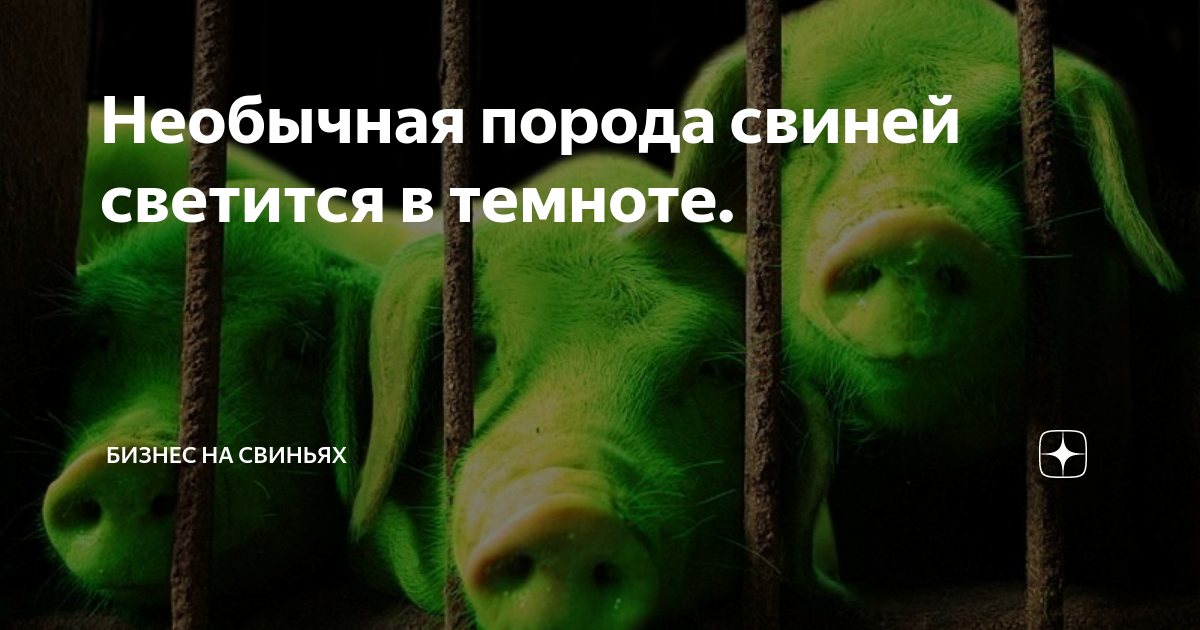 Необычная порода свиней светится в темноте. | Бизнес на свиньях | Дзен