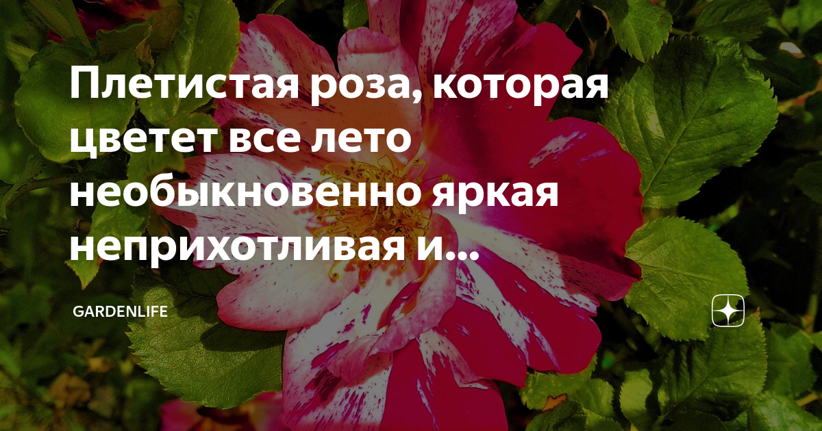 Плетистая роза, которая цветет все лето необыкновенно яркая ...