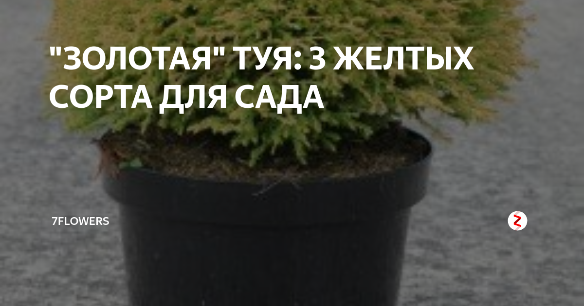 "ЗОЛОТАЯ" ТУЯ: 3 ЖЕЛТЫХ СОРТА ДЛЯ САДА | 7Flowers | Дзен