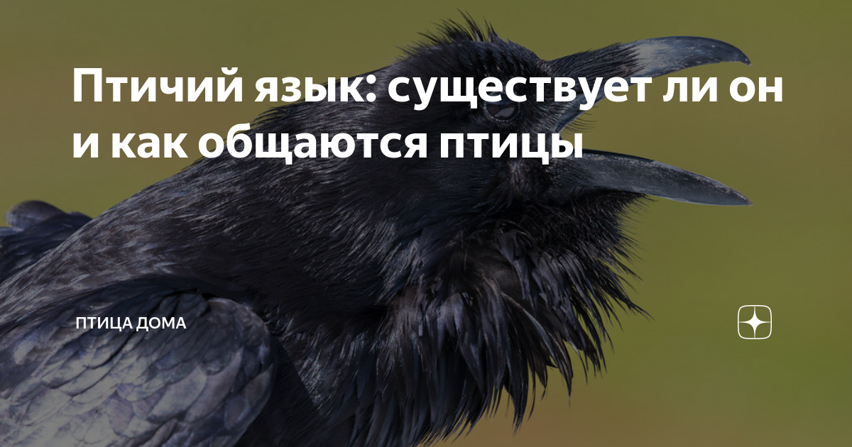 Птичий язык: существует ли он и как общаются птицы | Птица дома | Дзен