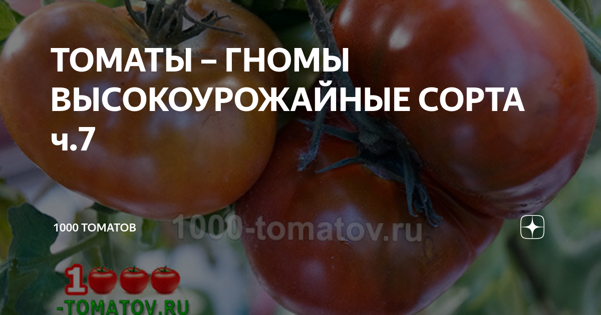 ТОМАТЫ – ГНОМЫ ВЫСОКОУРОЖАЙНЫЕ СОРТА ч.7 | 1000 томатов | Дзен