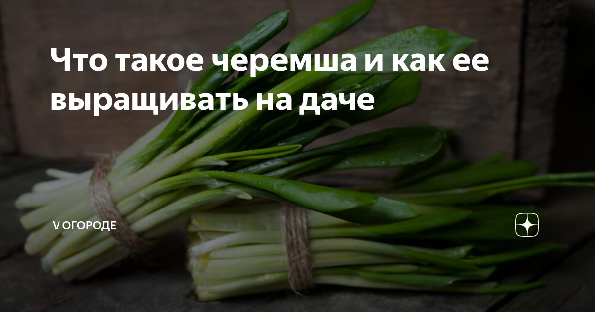 Что такое черемша и как ее выращивать на даче | V огороде | Дзен