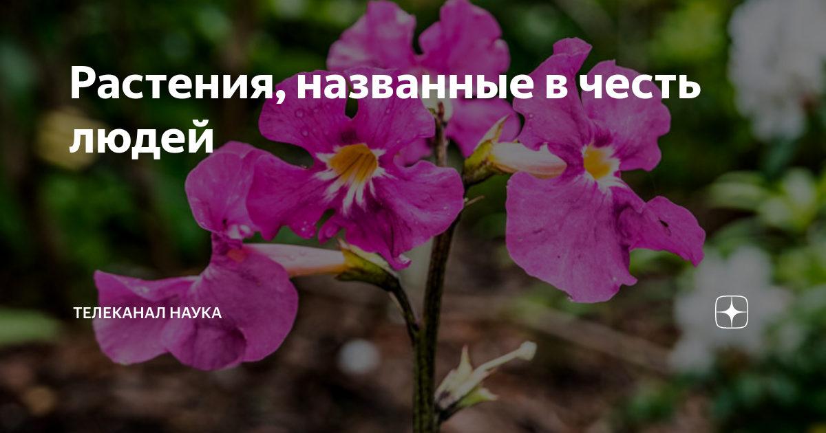 Растения, названные в честь людей | Канал Наука | Дзен