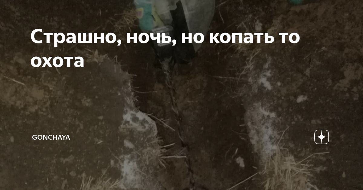 Страшно, ночь, но копать то охота | Gonchaya | Дзен