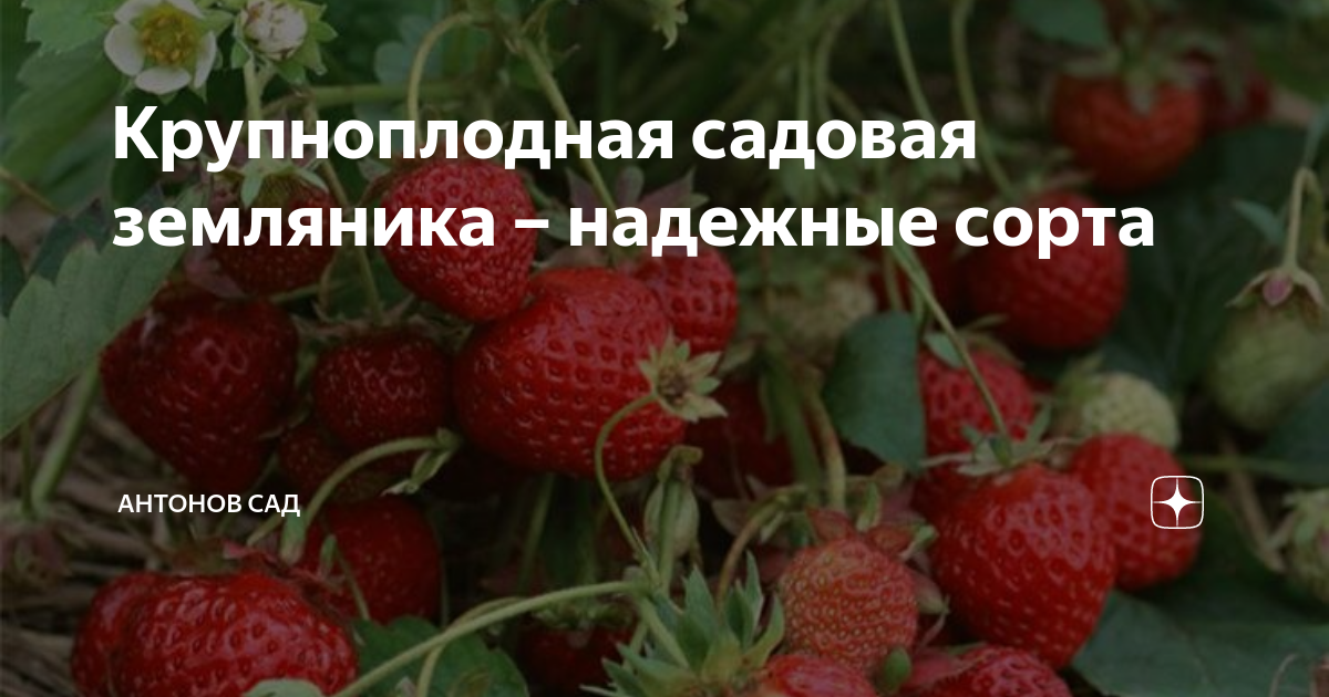 Крупноплодная садовая земляника – надежные сорта | Антонов сад - дача и ...