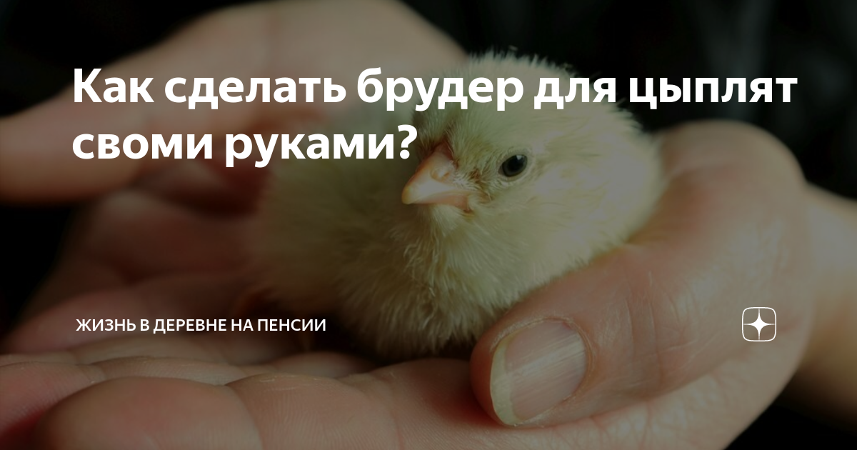 Как сделать брудер для цыплят своми руками? | Жизнь в деревне на пенсии ...