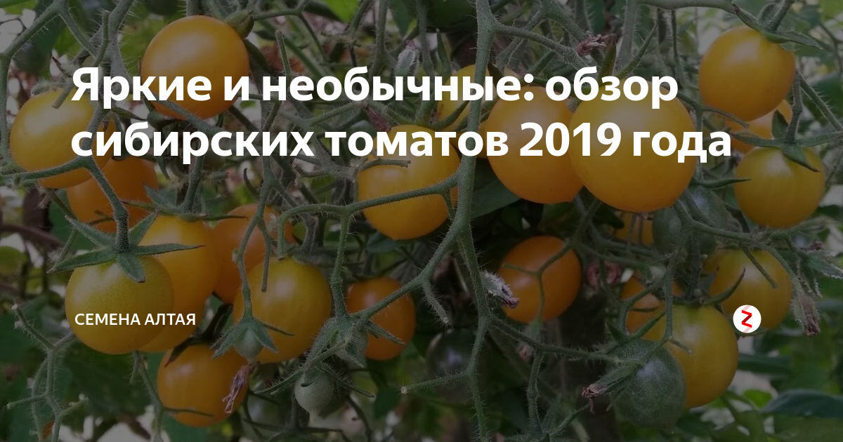 Яркие и необычные: обзор сибирских томатов 2019 года | Семена Алтая ...