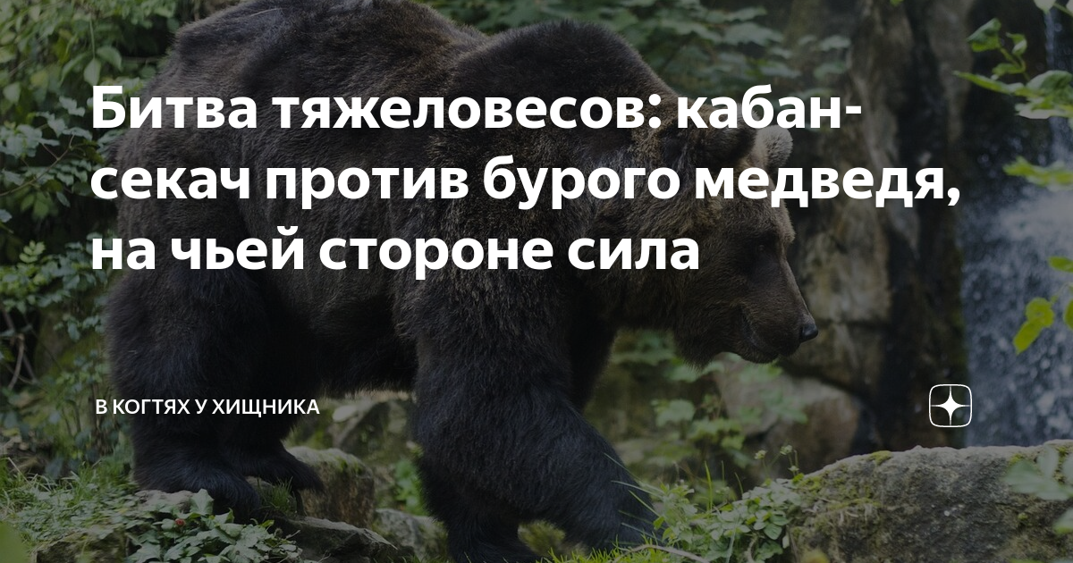Битва тяжеловесов: кабан-секач против бурого медведя, на чьей стороне ...