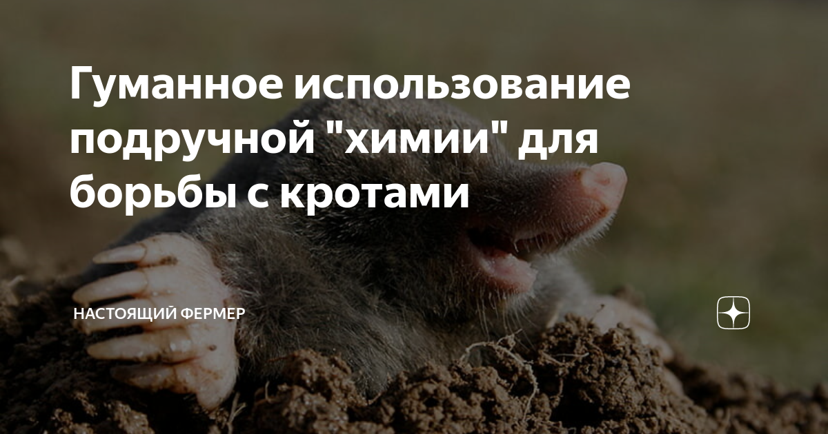 Гуманное использование подручной "химии" для борьбы с кротами | V ...
